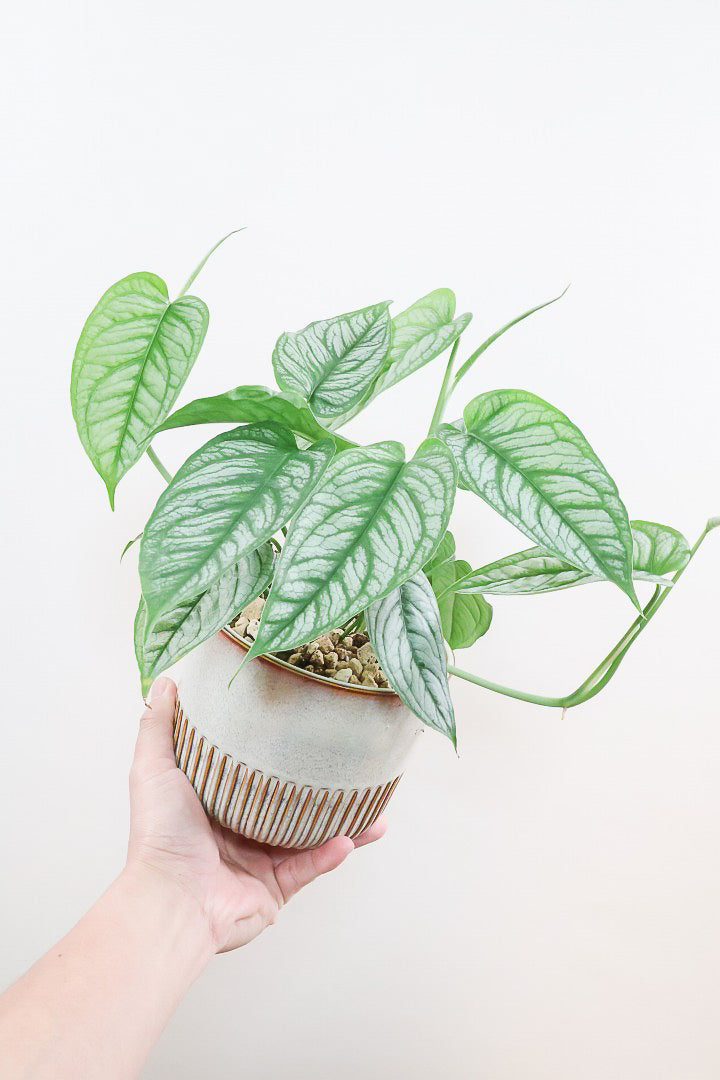 モンステラ シルテペカナSIV59622| 観葉植物の通信販売 | APEGO モンステラ シルテペカナSIV59622| 観葉植物の通信販売 | APEGO