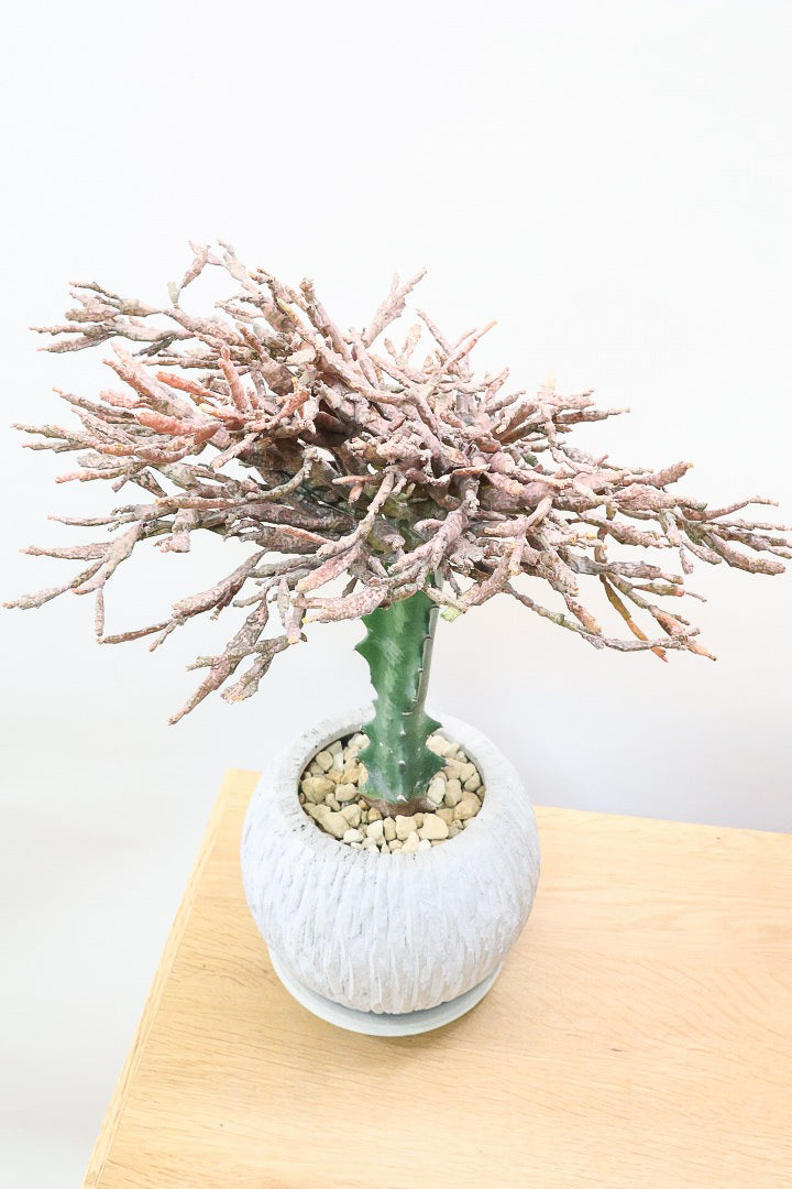 ユーフォルビア プラティクラーダCO59437| 観葉植物の通信販売 ユーフォルビア プラティクラーダCO59437| 観葉植物の通信販売