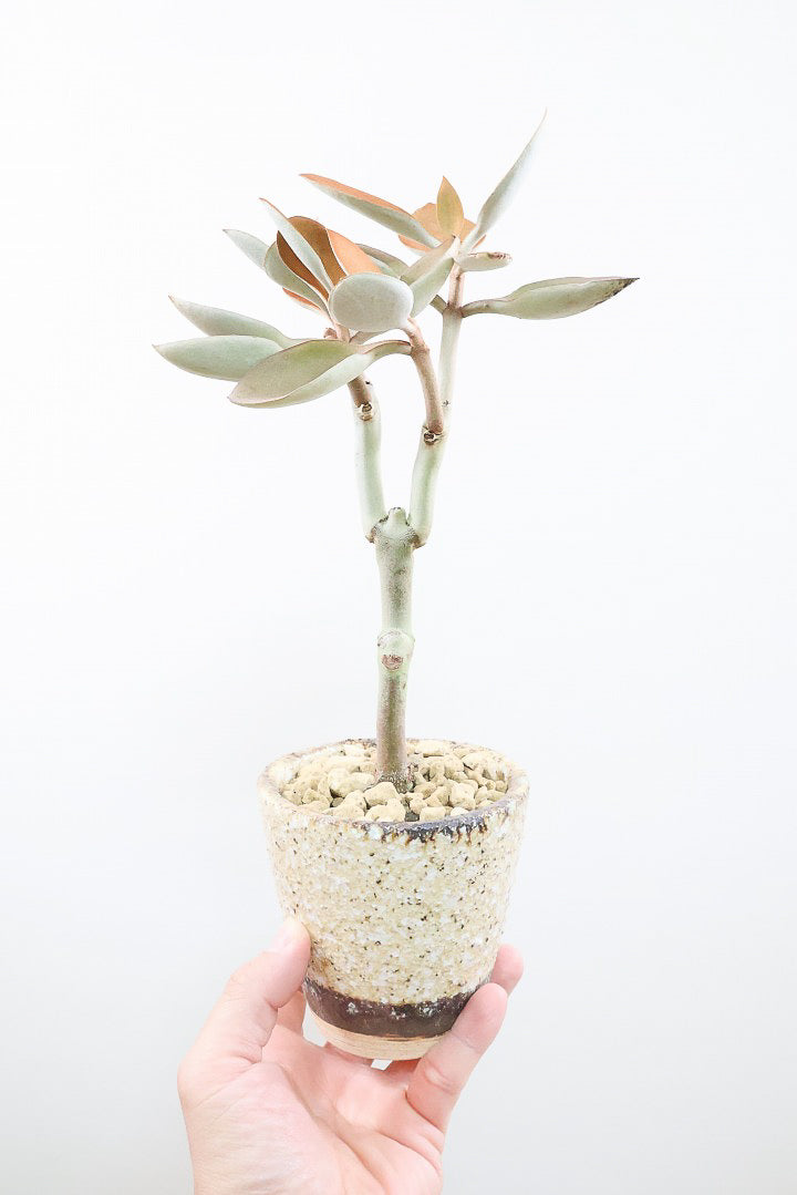 5,001円~8,500円| 観葉植物の通信販売 | APEGO(アペーゴ) 5,001円~8,500円| 観葉植物の通信販売 | APEGO(アペーゴ)